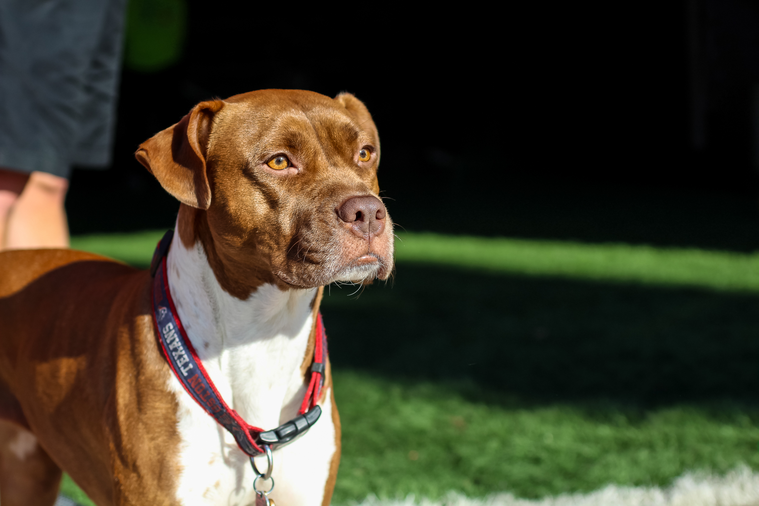 Pit Bull - Jeff Blickenstaff Photography